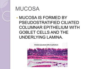 Histology of Trachea | PPTX