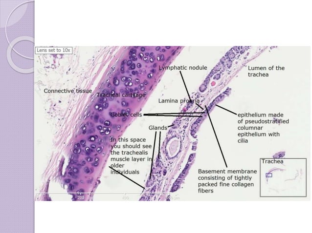 Histology of Trachea