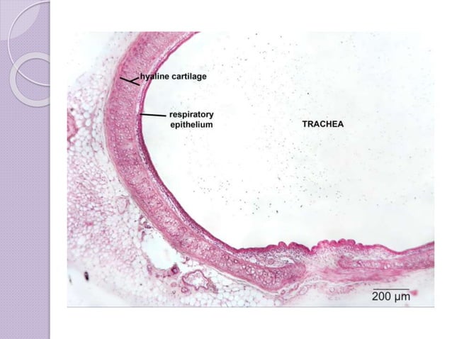 Histology of Trachea