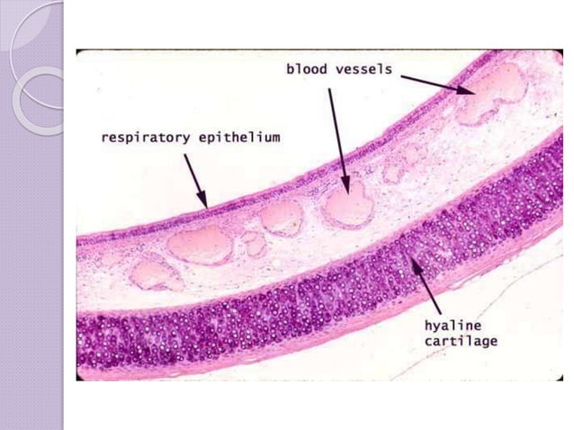 Histology of Trachea