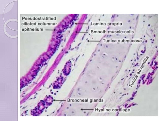 Histology of Trachea
