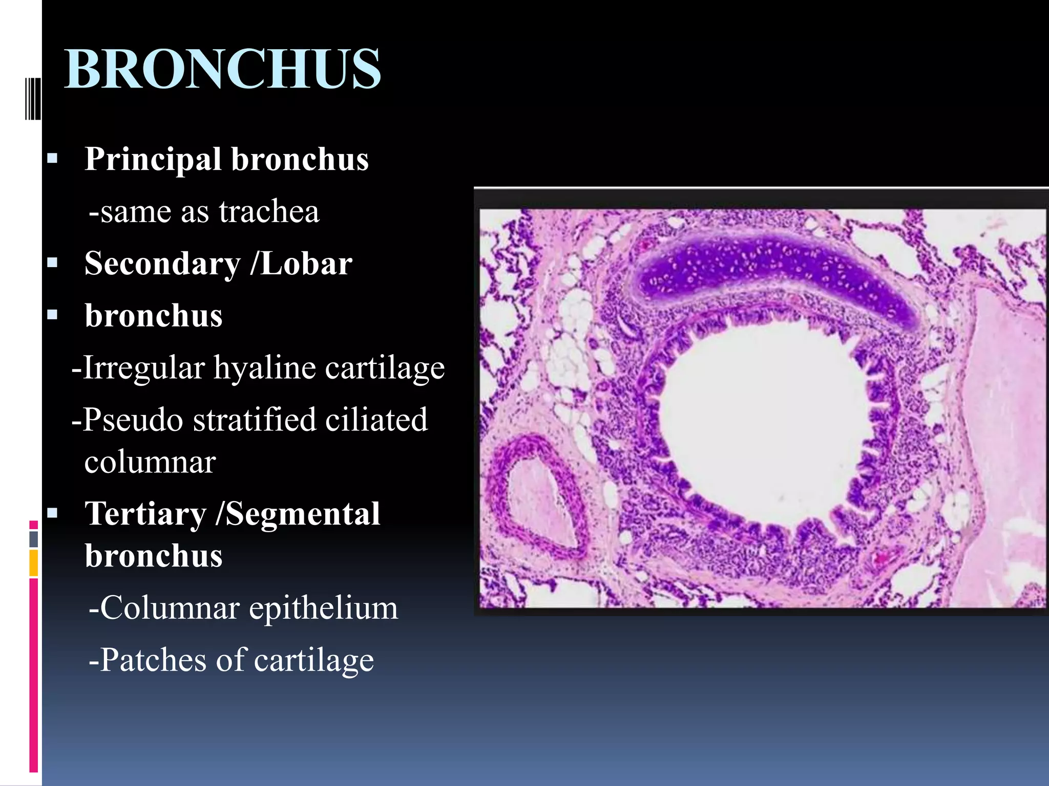 Histology of trachea and lung | PPTX