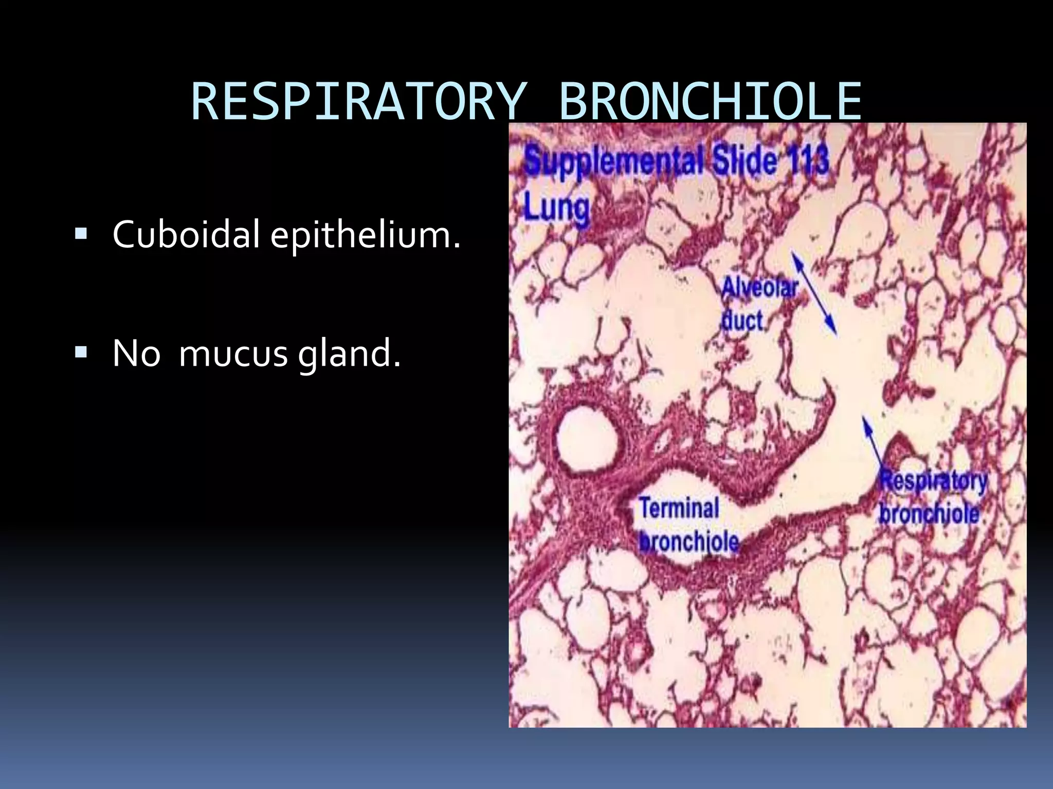 Histology of trachea and lung | PPTX