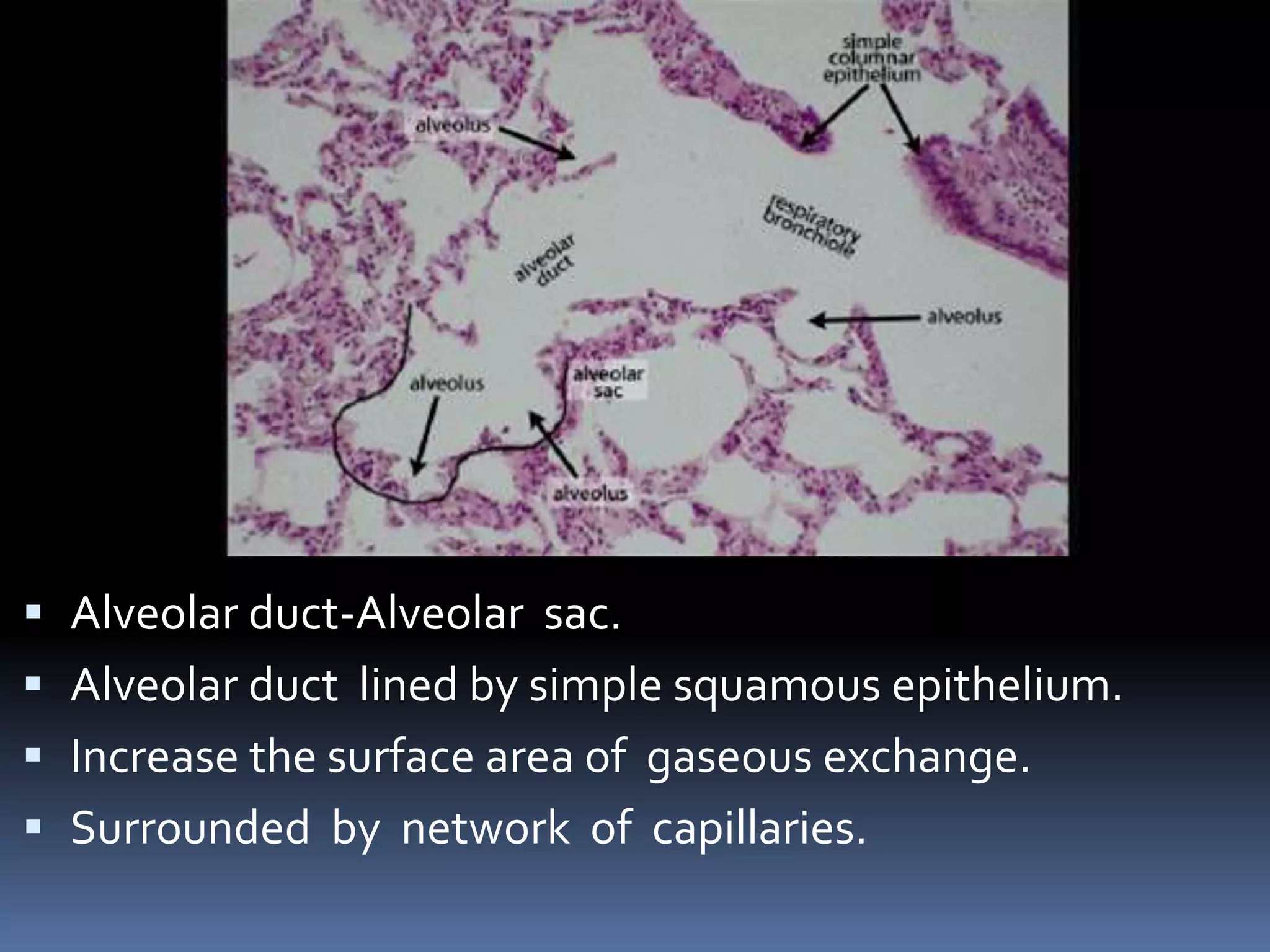 Histology of trachea and lung | PPTX