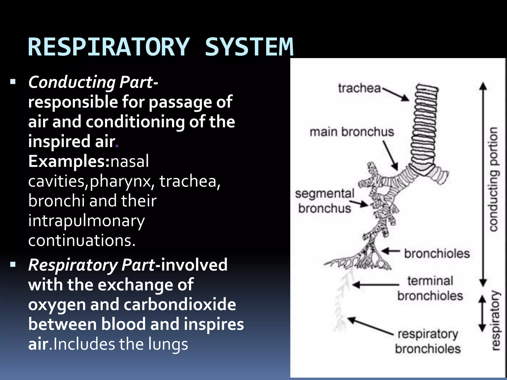 Histology of trachea and lung | PPTX