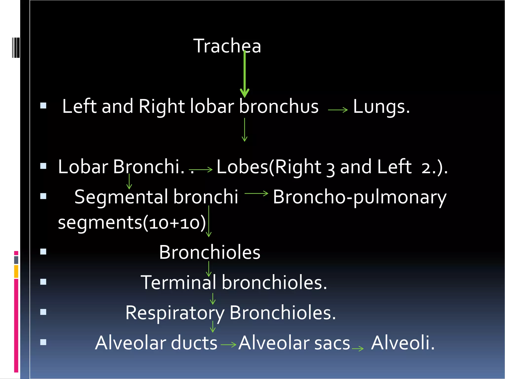 Histology of trachea and lung | PPTX
