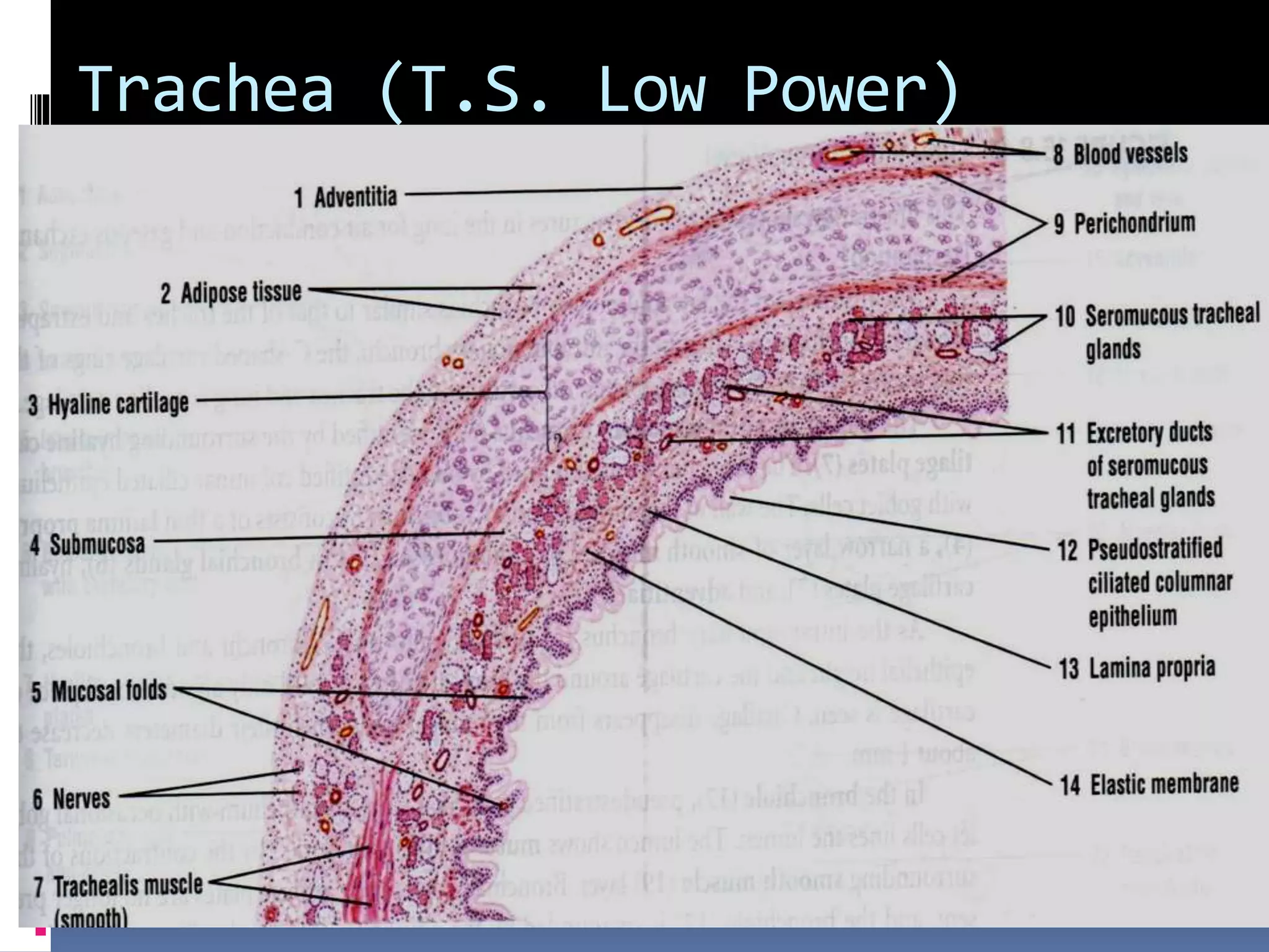 Bronchus Ts Histology Diagram