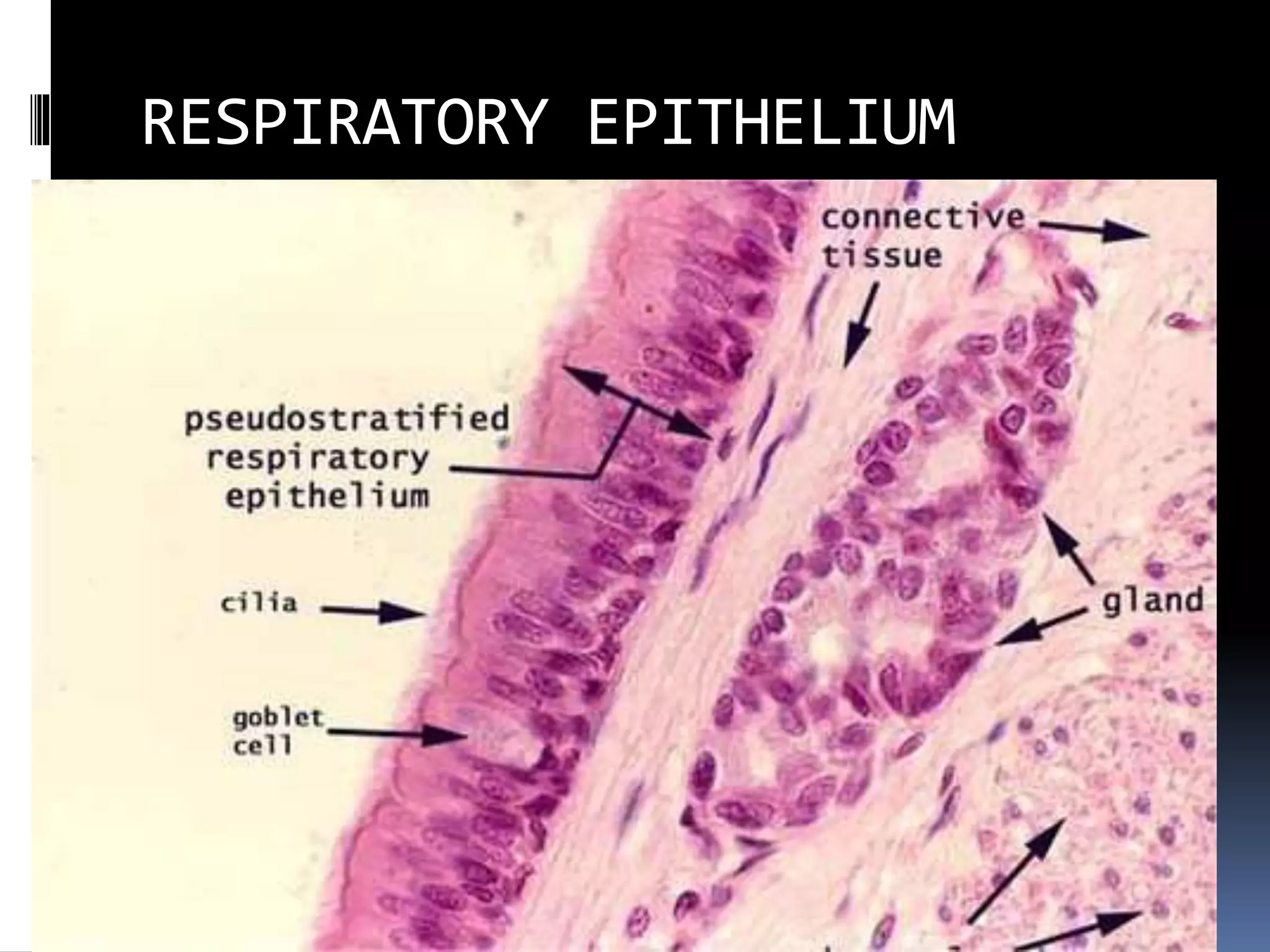 Histology of trachea and lung | PPTX