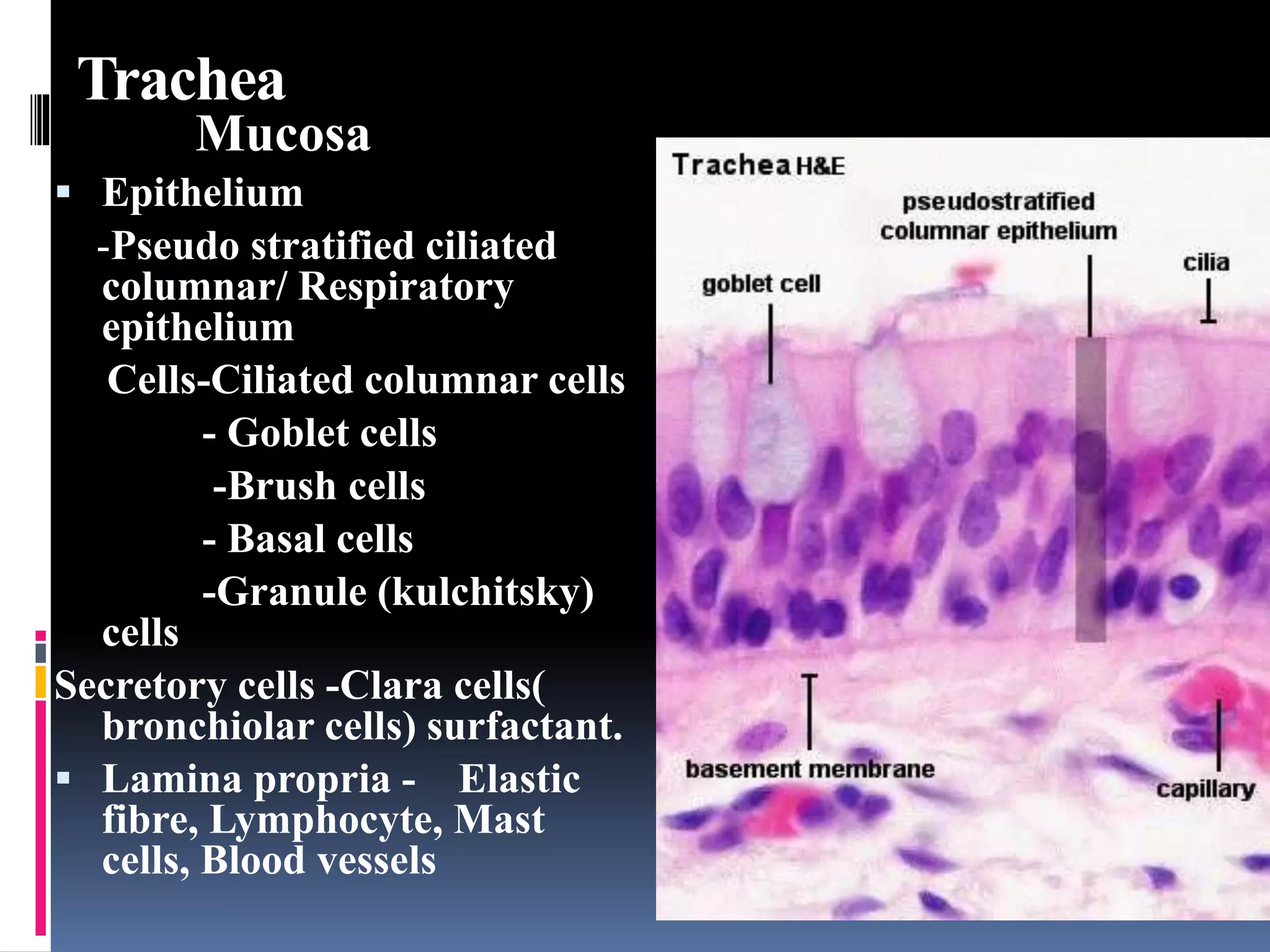 Histology of trachea and lung | PPTX