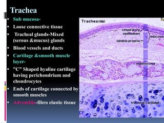 Histology of trachea and lung | PPTX