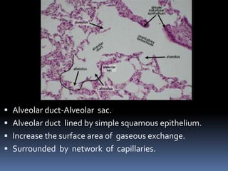 Histology of trachea and lung | PPTX
