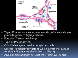 Histology of trachea and lung | PPTX