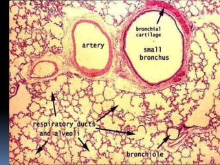 Alveoli Slide Labeled