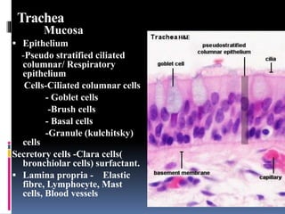 Trachea Histology Goblet Cells