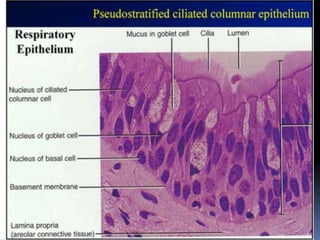 Trachea Slide Labeled