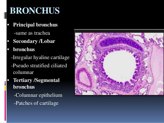 Secondary Bronchus Histology