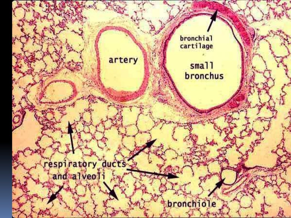 Histology of trachea and lung