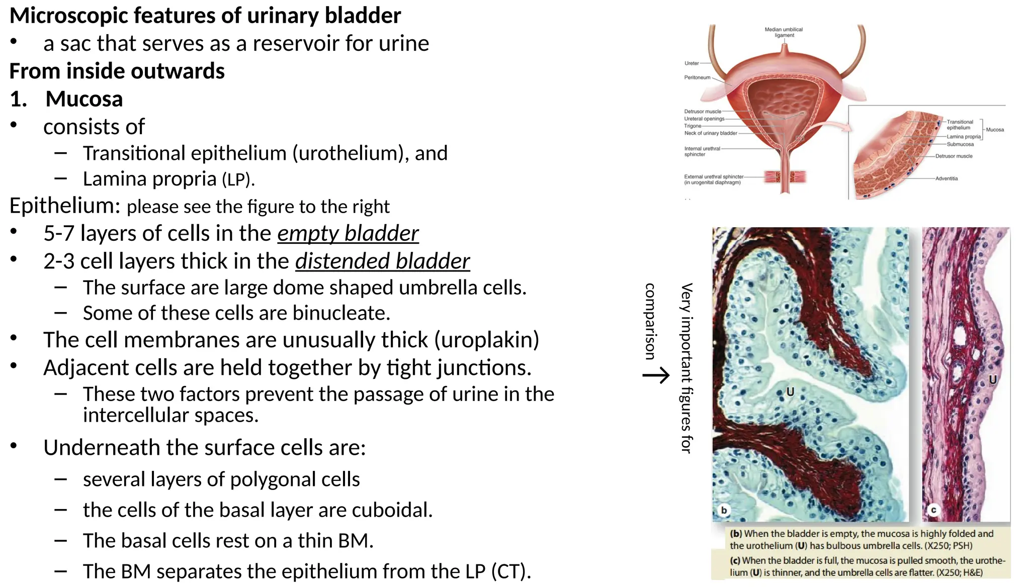 Histology of Ureter, Urinary bladder, urethra, and Prostate gland.pptx