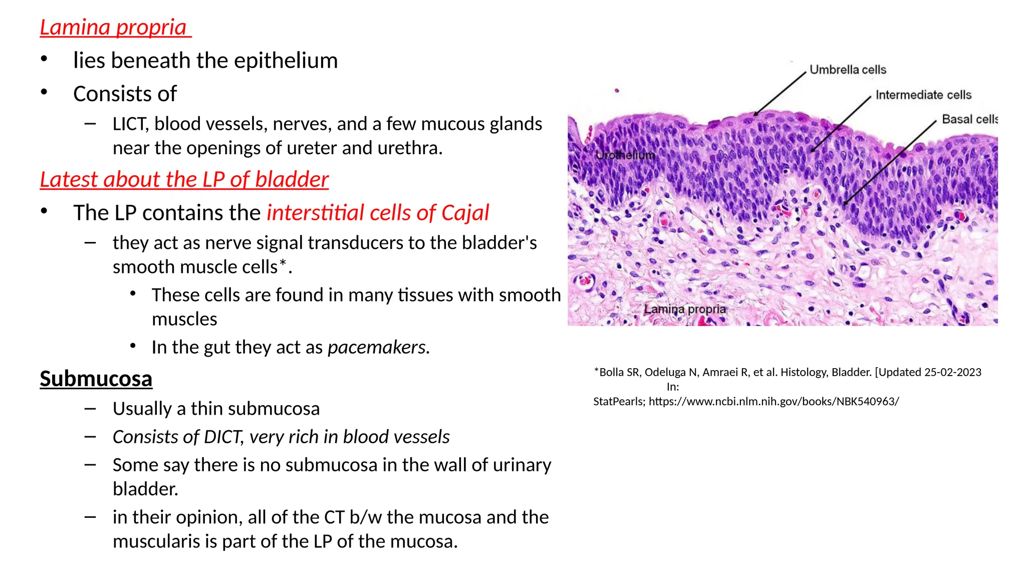 Histology of Ureter, Urinary bladder, urethra, and Prostate gland.pptx