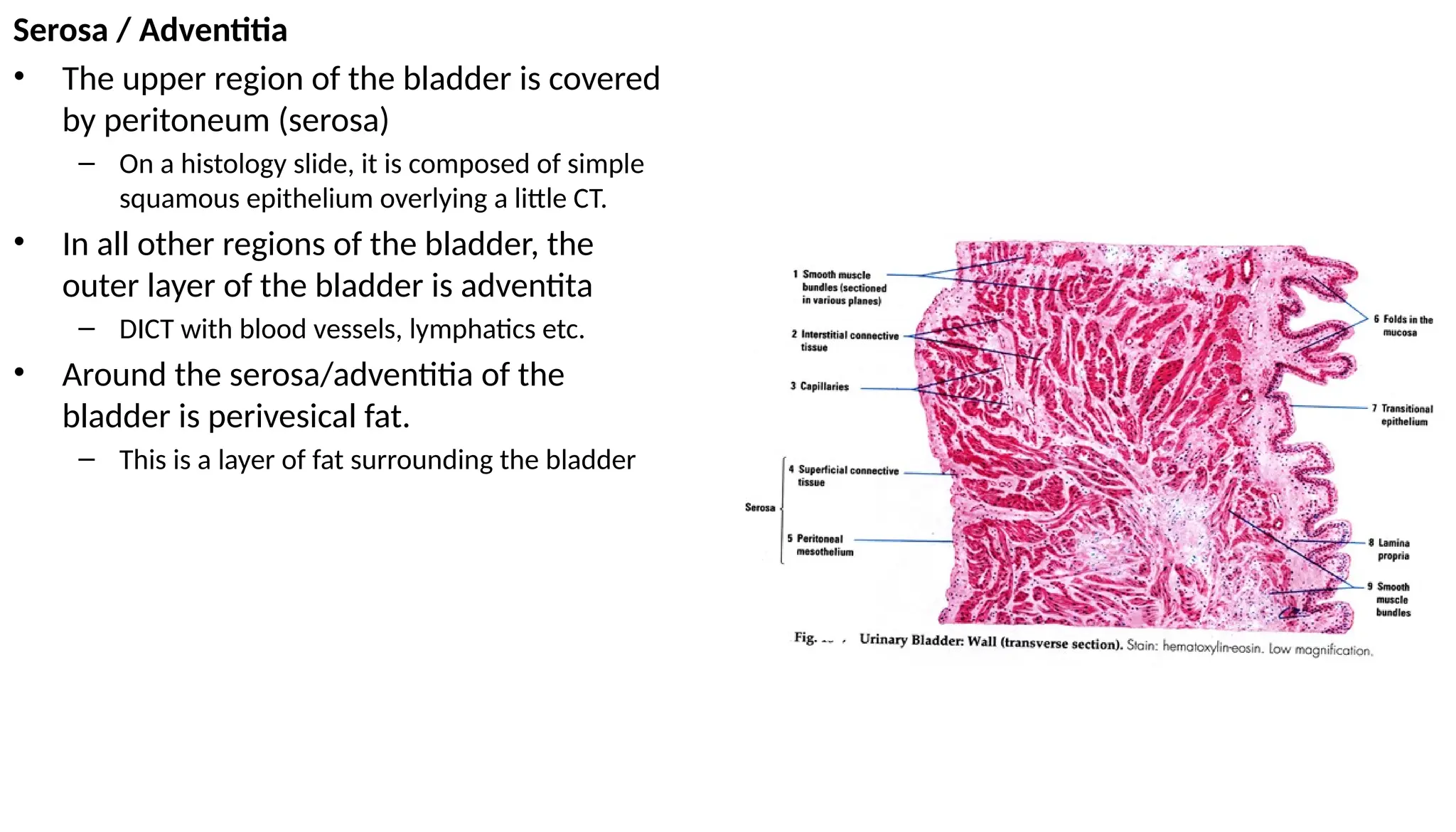 Histology of Ureter, Urinary bladder, urethra, and Prostate gland.pptx