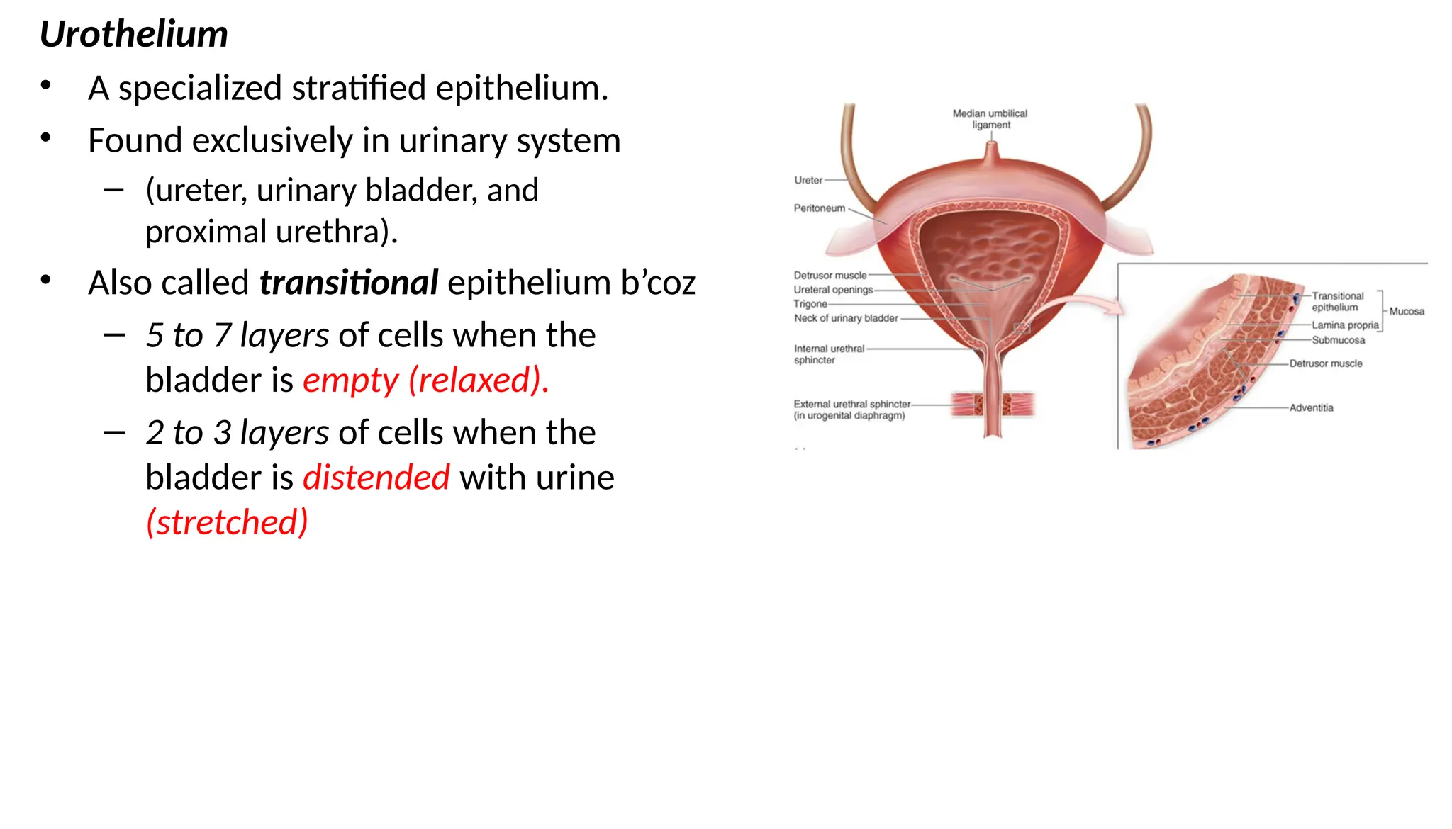 Histology of Ureter, Urinary bladder, urethra, and Prostate gland.pptx