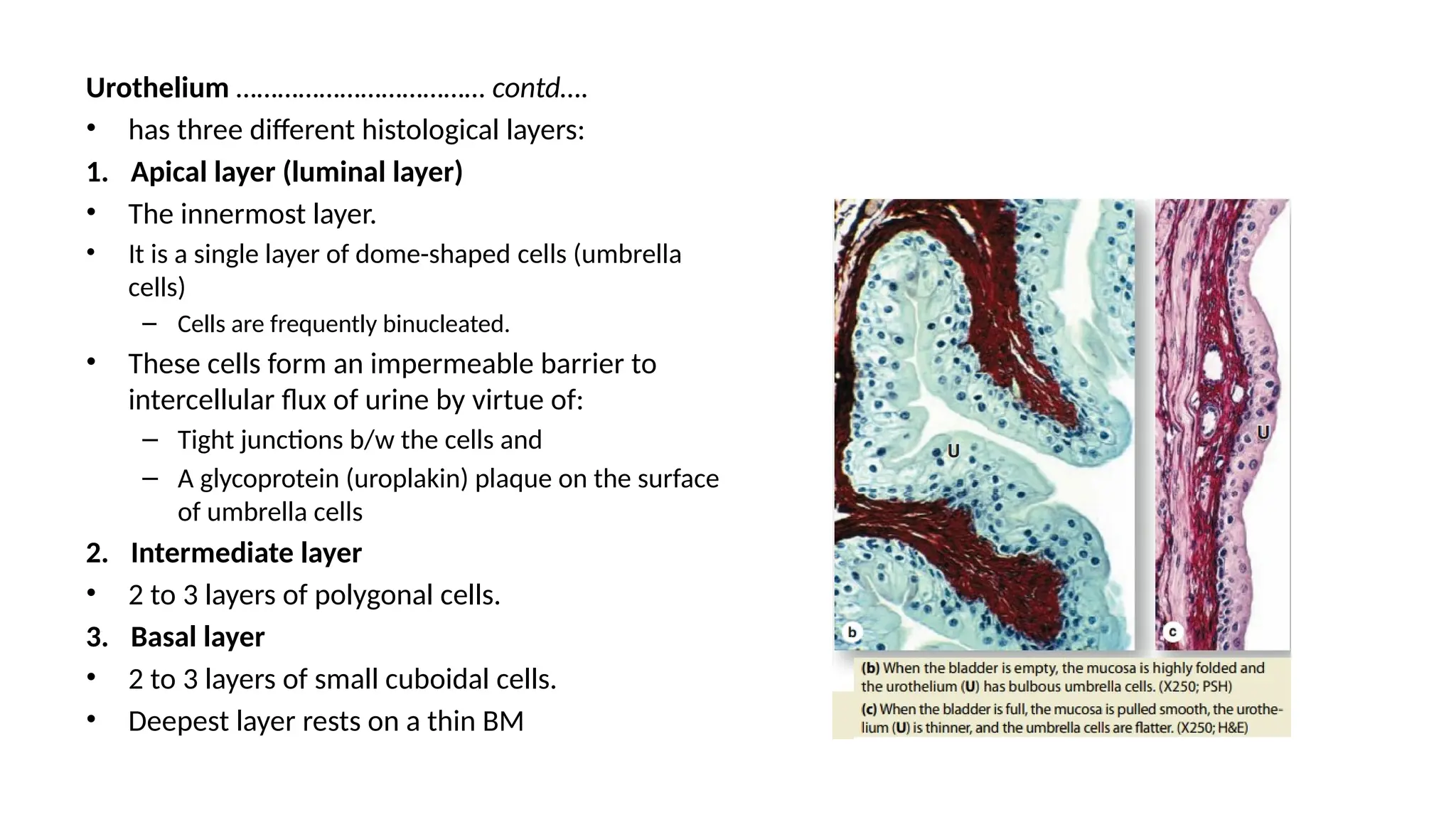 Histology of Ureter, Urinary bladder, urethra, and Prostate gland.pptx