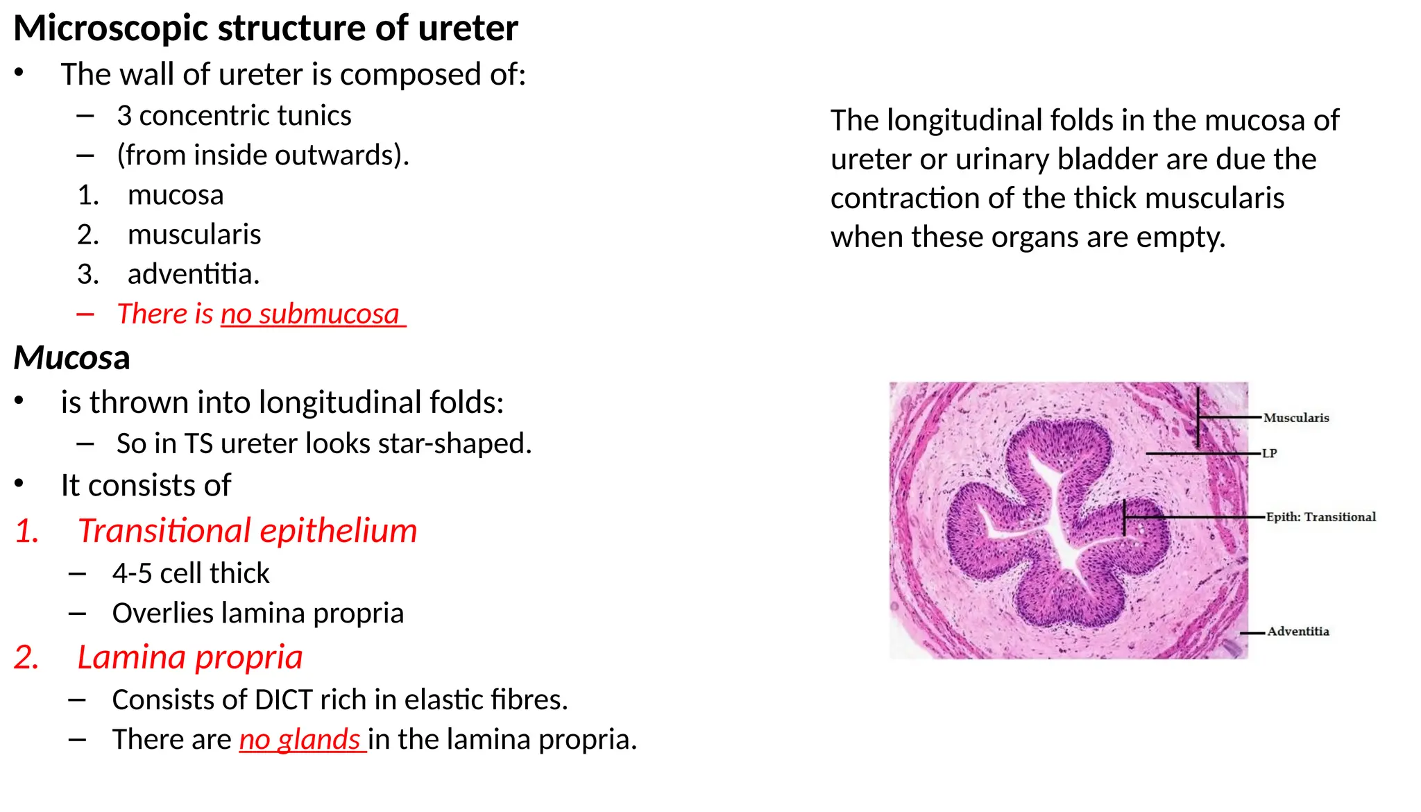 Histology of Ureter, Urinary bladder, urethra, and Prostate gland.pptx