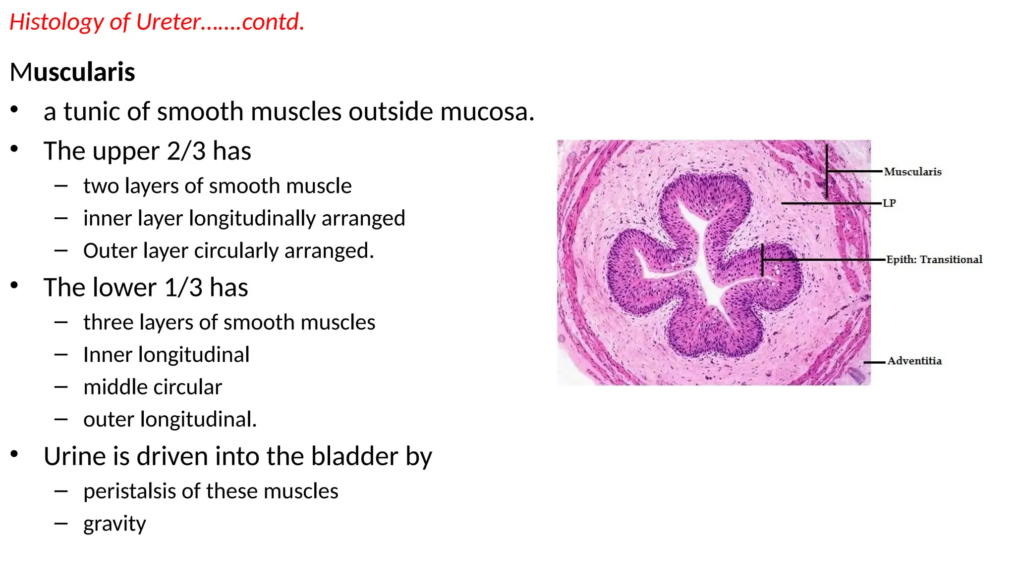 Histology of Ureter, Urinary bladder, urethra, and Prostate gland.pptx