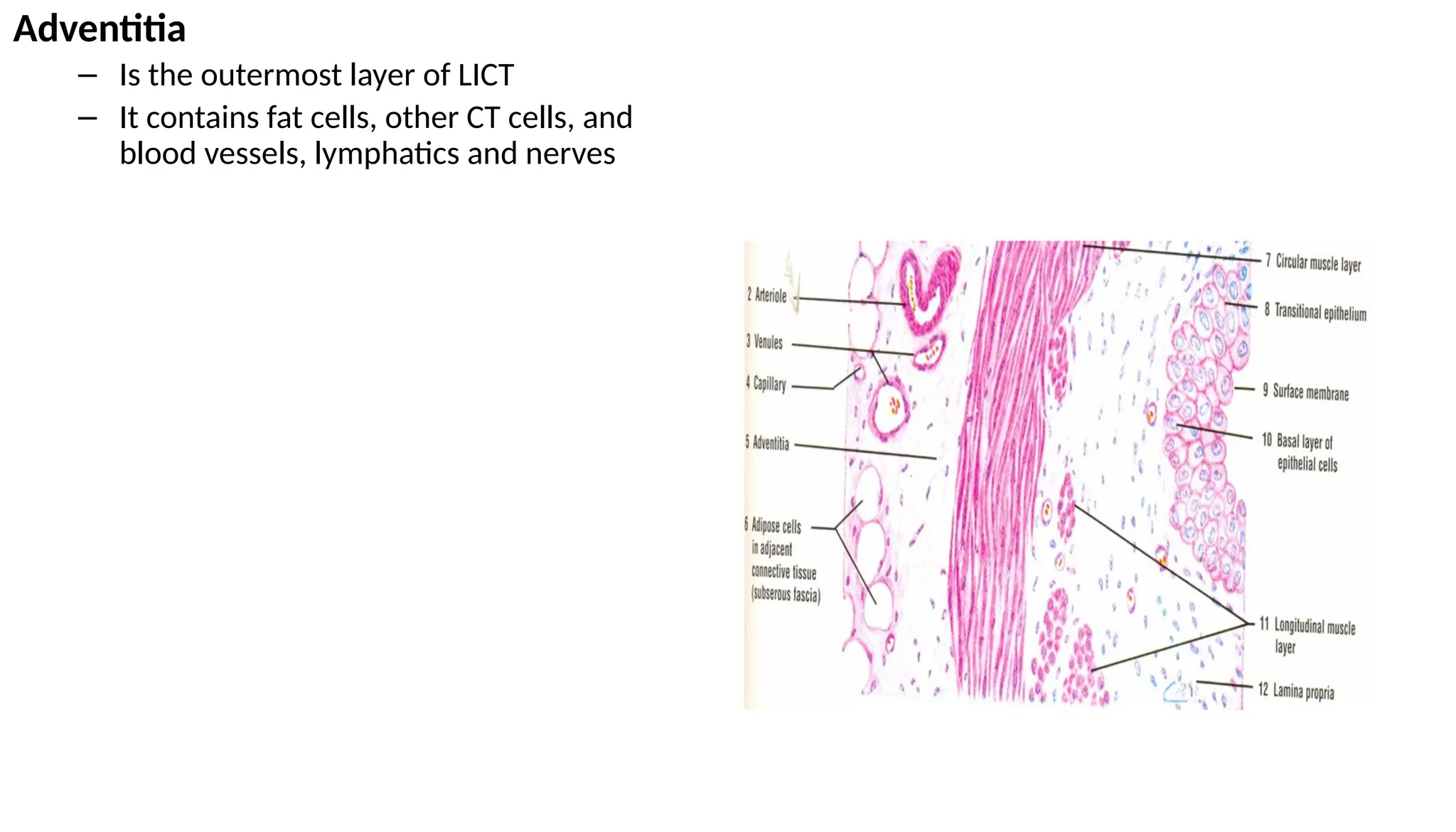 Histology of Ureter, Urinary bladder, urethra, and Prostate gland.pptx
