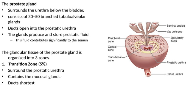 Histology of Ureter, Urinary bladder, urethra, and Prostate gland.pptx