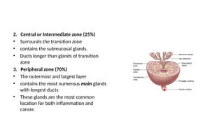 Histology of Ureter, Urinary bladder, urethra, and Prostate gland.pptx