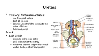 Histology of Ureter, Urinary bladder, urethra, and Prostate gland.pptx