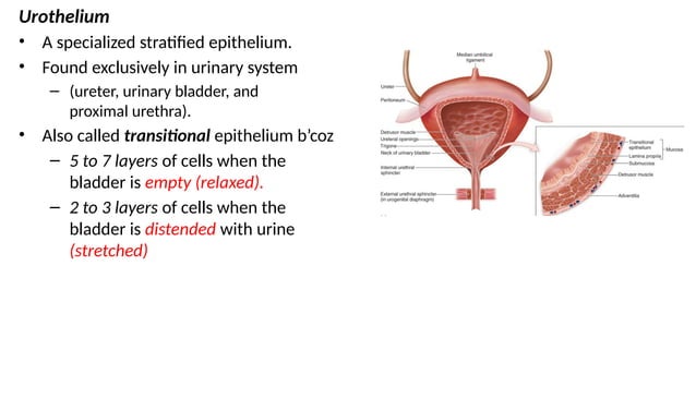 Histology of Ureter, Urinary bladder, urethra, and Prostate gland.pptx