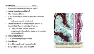 Histology of Ureter, Urinary bladder, urethra, and Prostate gland.pptx