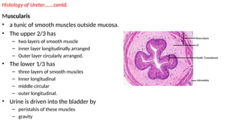 Histology of Ureter, Urinary bladder, urethra, and Prostate gland.pptx