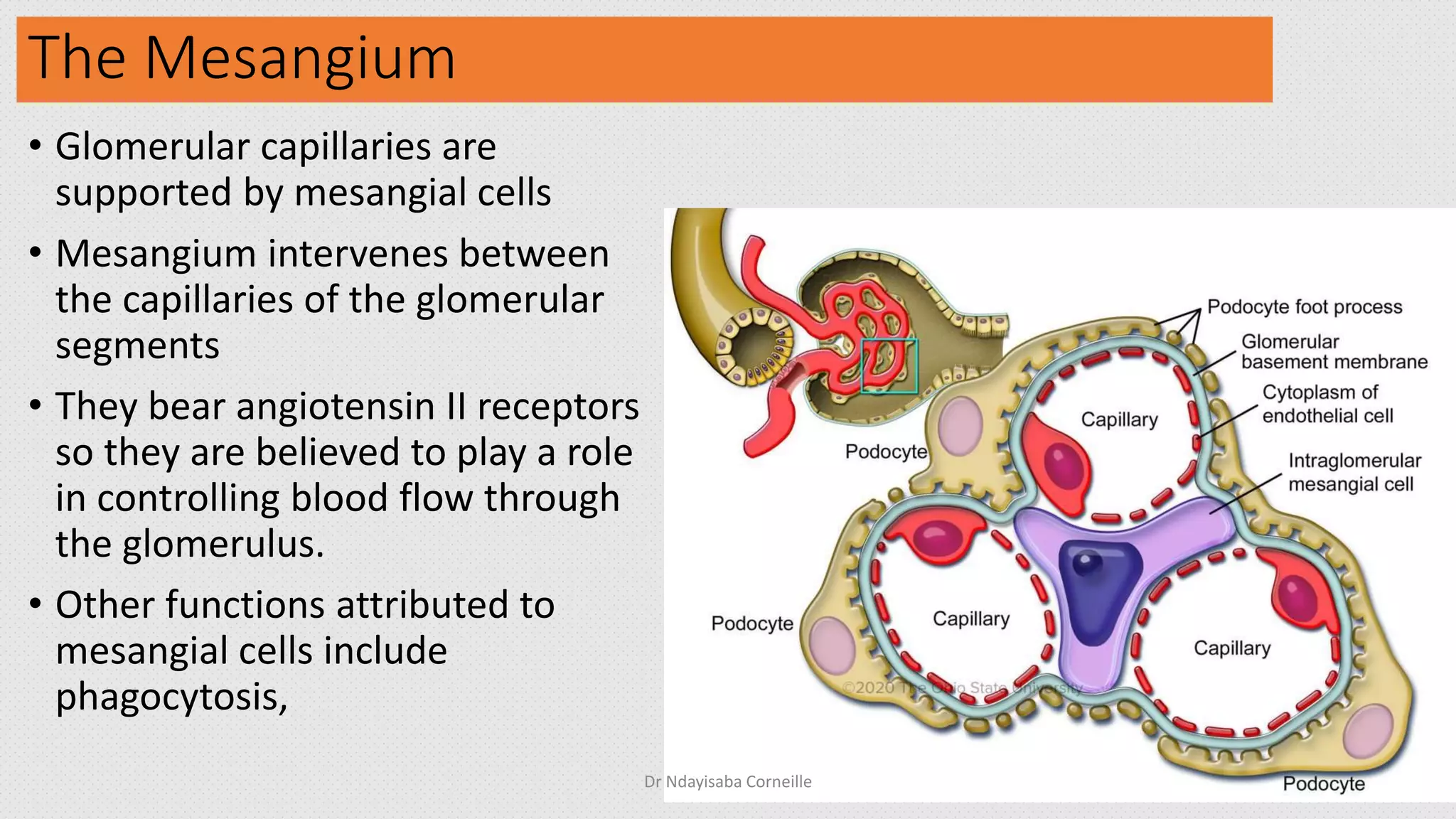 Histology of Urinary and Genital System in male &female.pptx