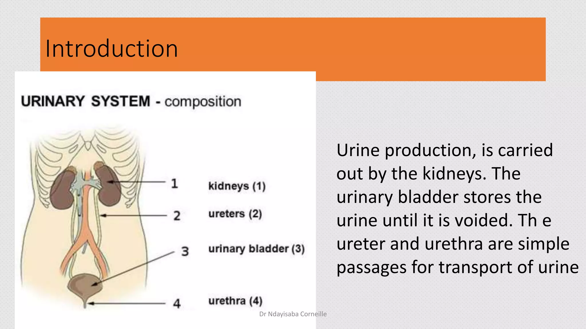 Histology of Urinary and Genital System in male &female.pptx