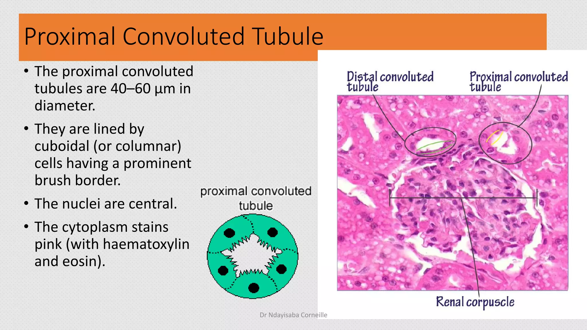Histology of Urinary and Genital System in male &female.pptx