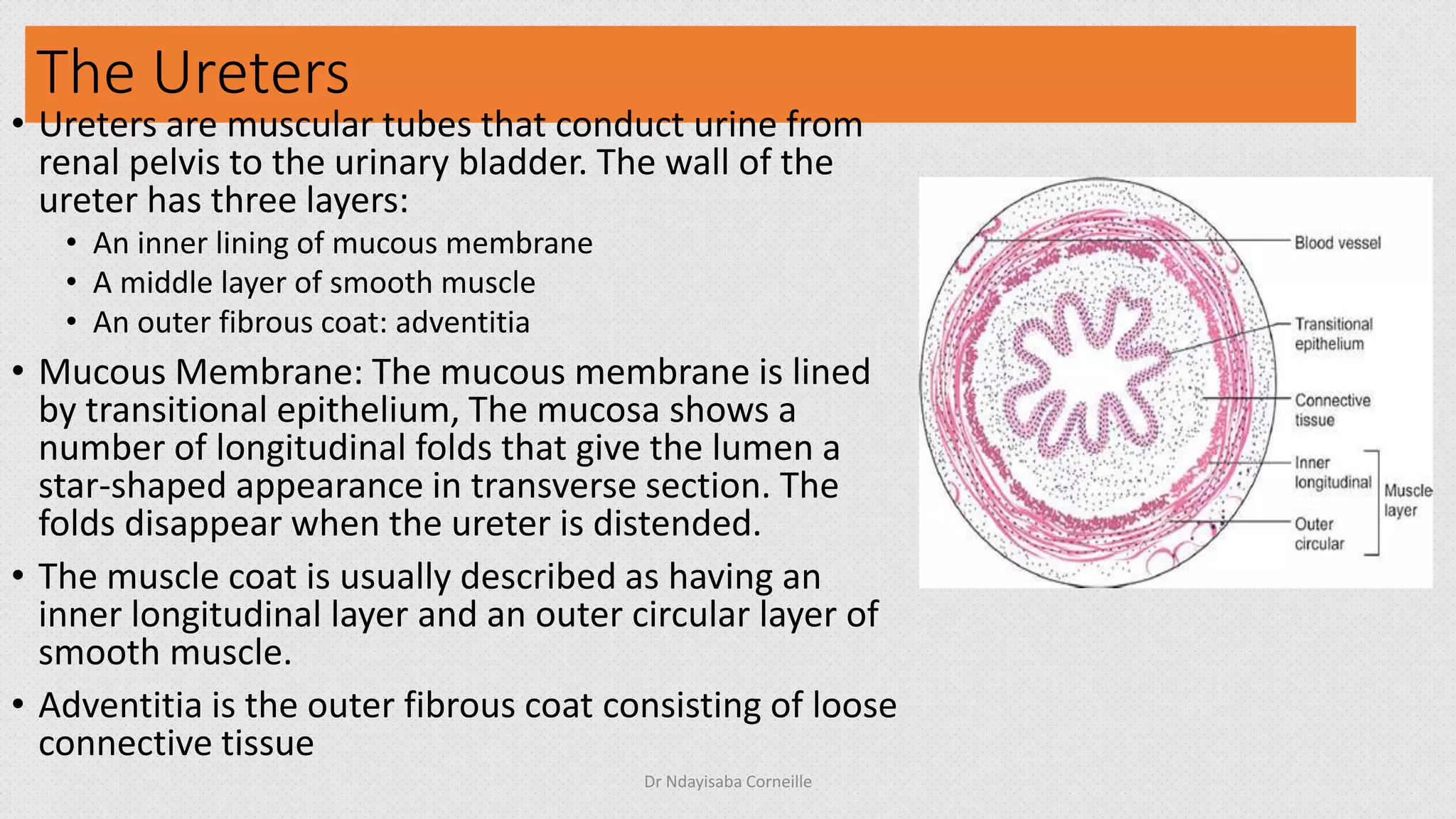 Histology of Urinary and Genital System in male &female.pptx