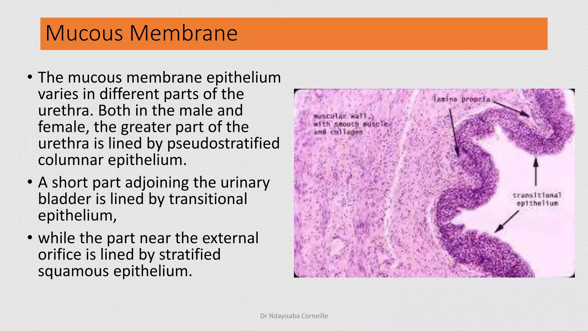 Histology of Urinary and Genital System in male &female.pptx