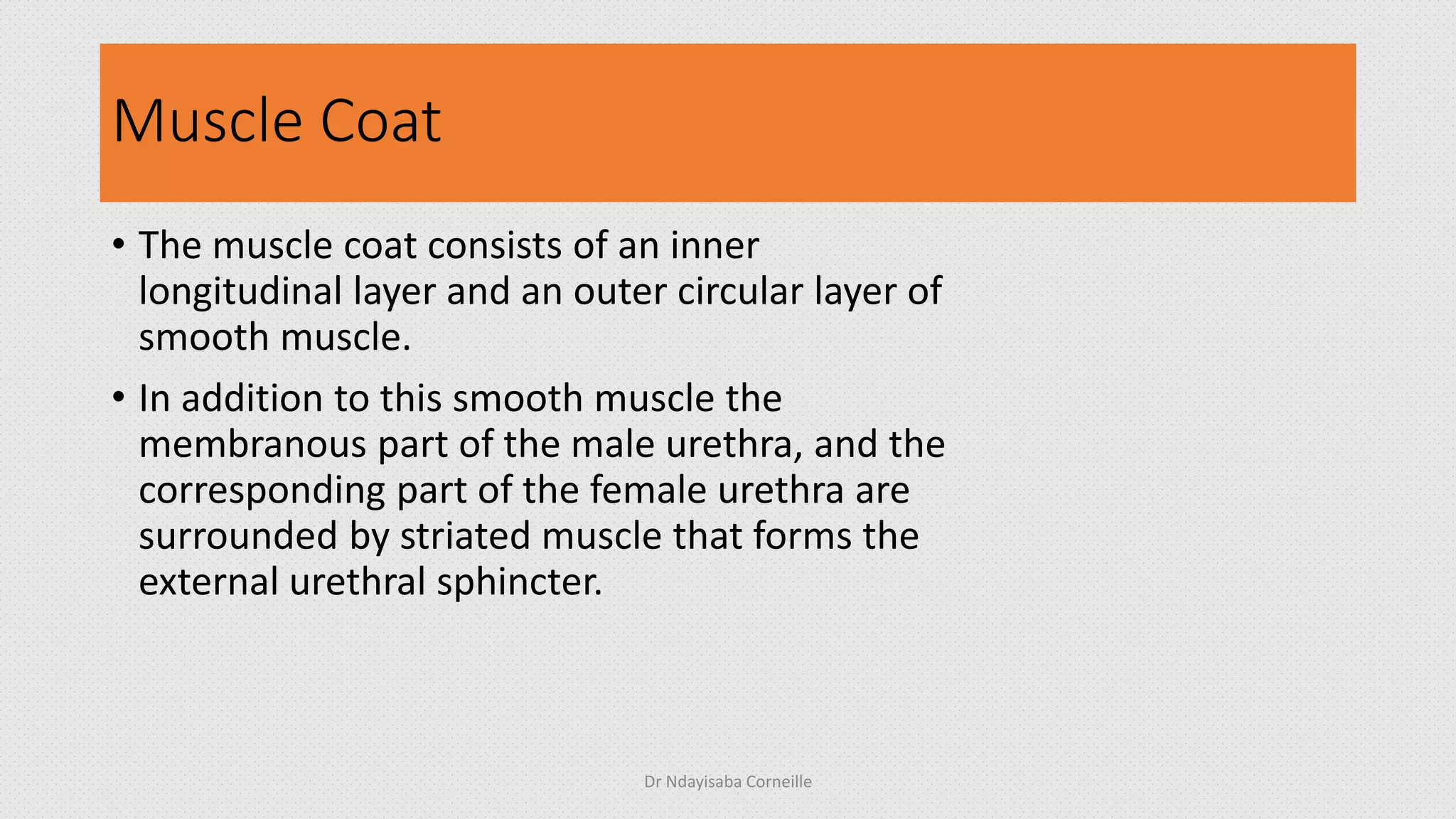 Histology of Urinary and Genital System in male &female.pptx