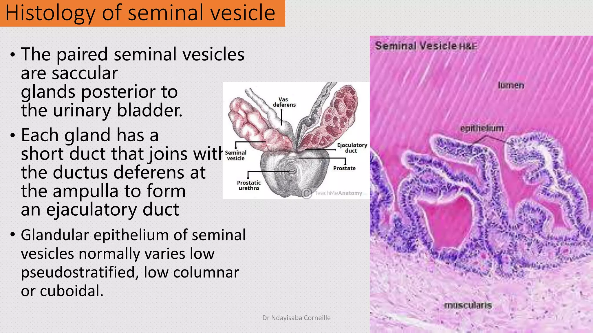 Histology of Urinary and Genital System in male &female.pptx