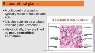 Bulbourethral Gland Histology