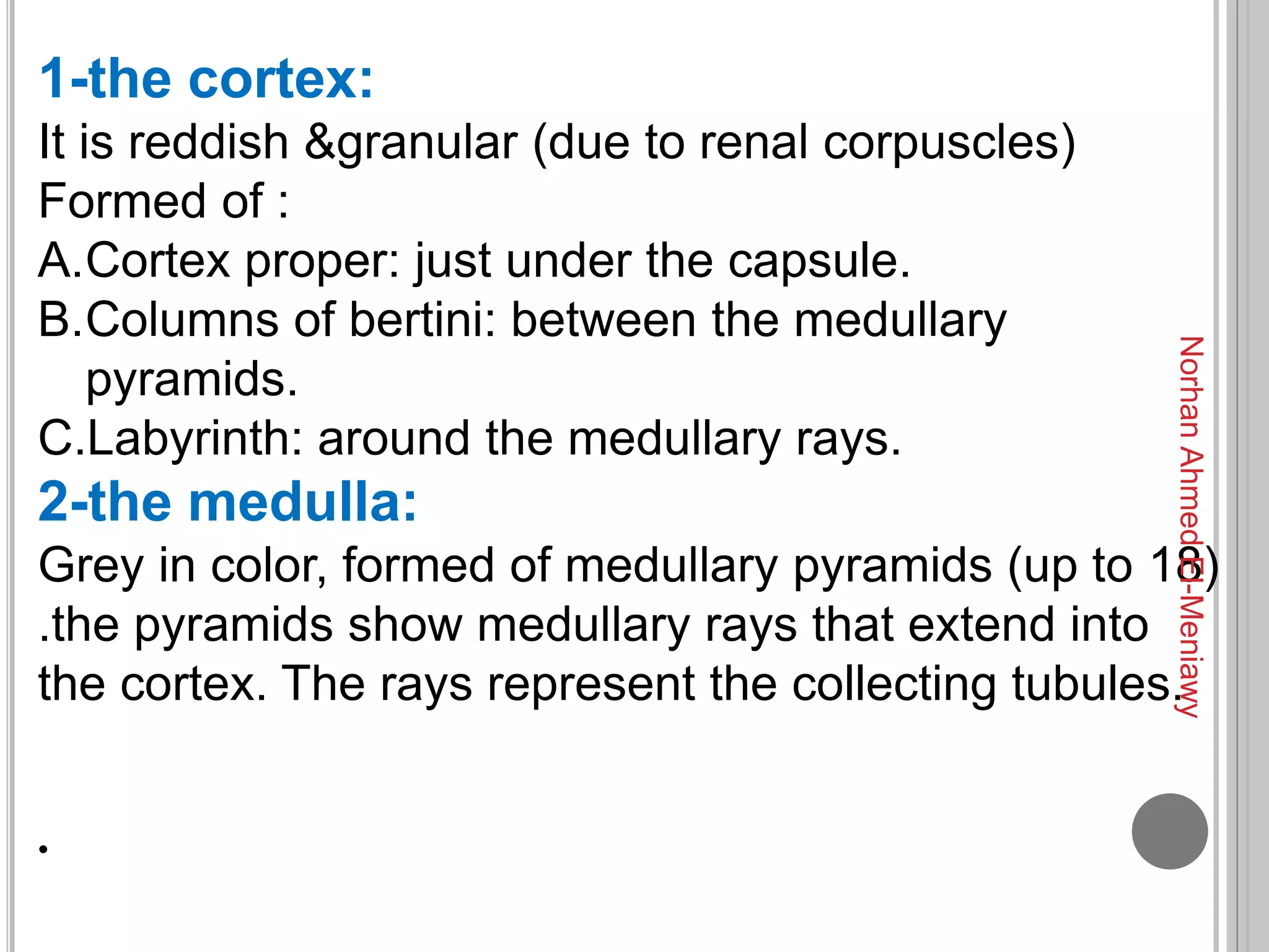 Histology of urinary system | PPTX