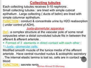 Histology of urinary system | PPTX