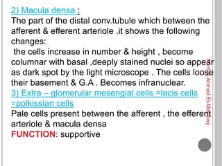 Histology of urinary system | PPTX