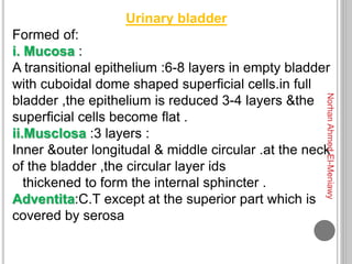 Histology of urinary system | PPTX