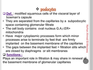 Histology of urinary system | PPTX