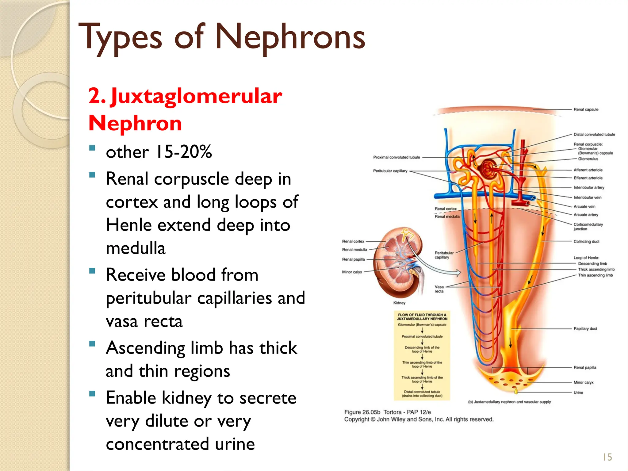 HISTOLOGY OF URINARY SYSTEM.pptx Histology Anatomy | PPTX