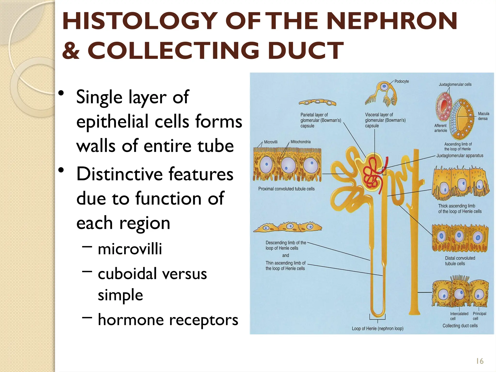 HISTOLOGY OF URINARY SYSTEM.pptx Histology Anatomy | PPTX